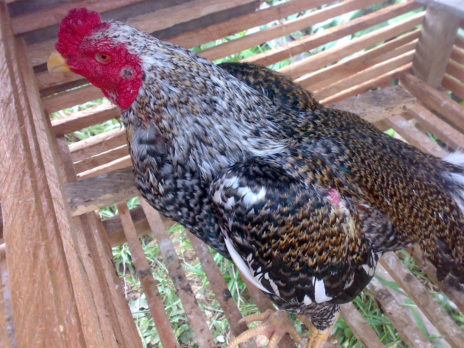 Beternak Ayam Kampung-Bangkok | Blogs Aksara