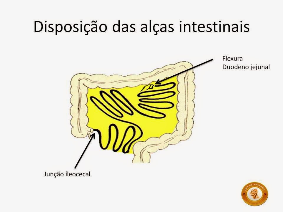 Liga de Anatomia ULBRA: JEJUNO, ÍLEO