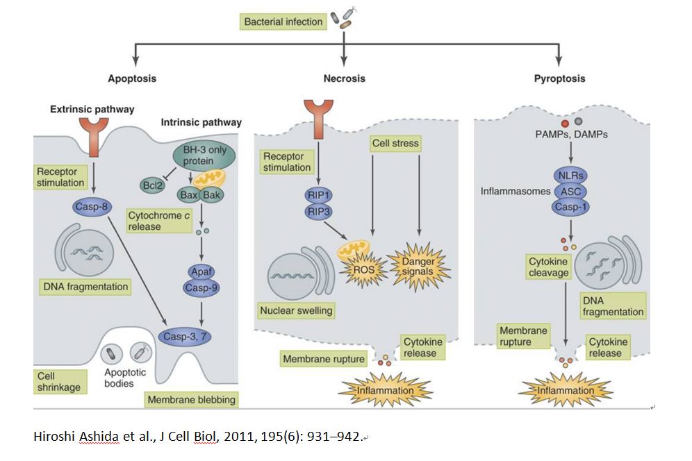 Shaoyu's science note: Bacterial Outer Membrane Vesicles Mediate ...
