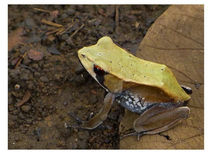 The Bicoloured Frog's Wedding Suit - The Green Ogre