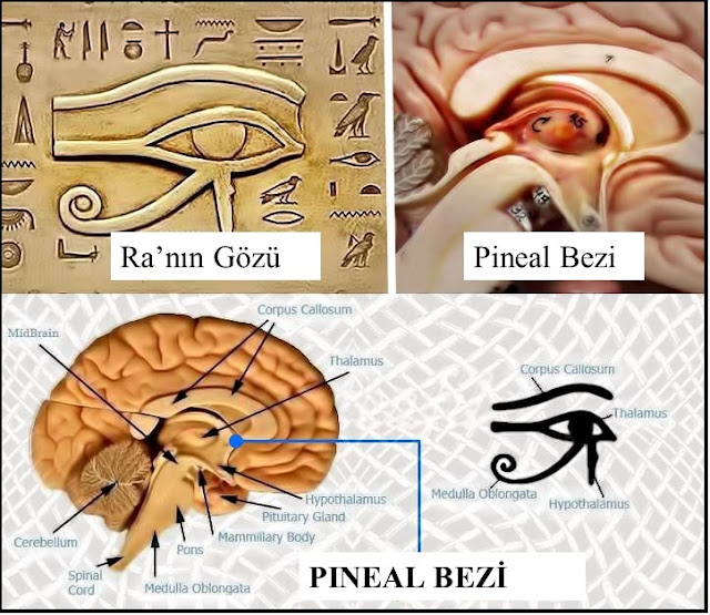 Madam Blavatsky - Kökenlerimiz ve Ölüm Sonrası (DZYAN KİTABI): Üçüncü ...