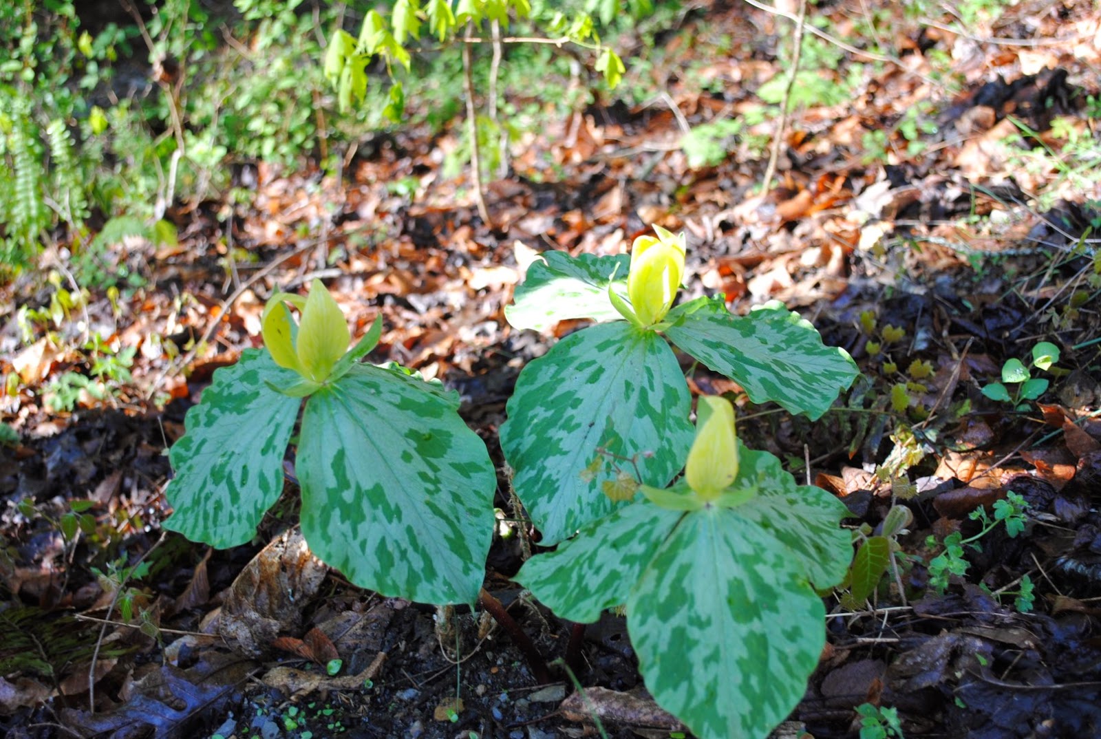 West Virginia Native Wildflowers-The Big Year, 2013: Smoky Mountain ...