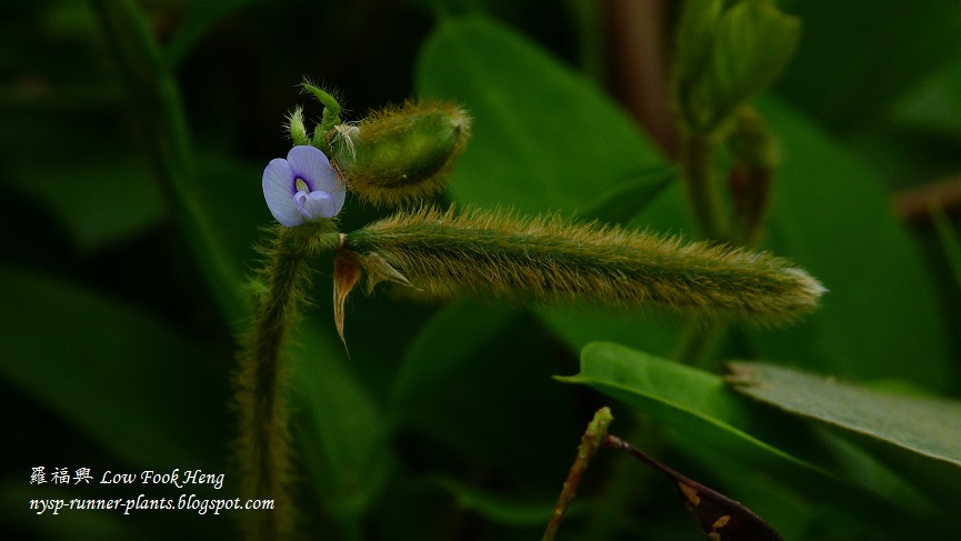 馬來西亞熱帶雨林: Calopogonium 毛蔓豆屬