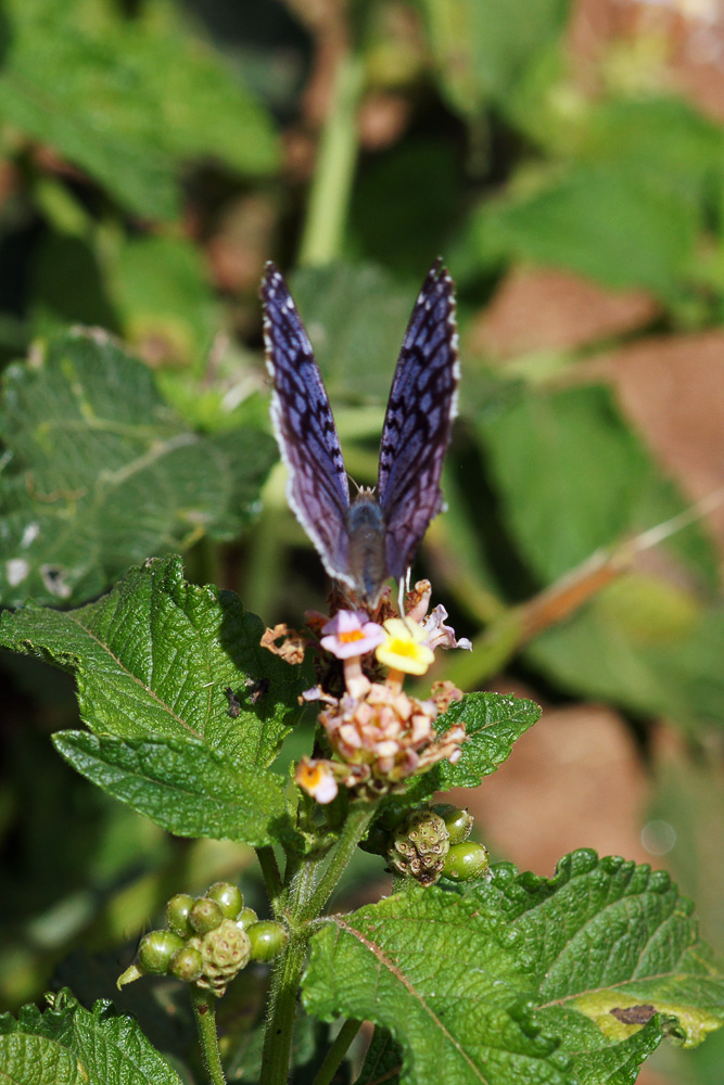 Photo Nature Lilliputienne (macrophotographies): Junonia rhadama ...