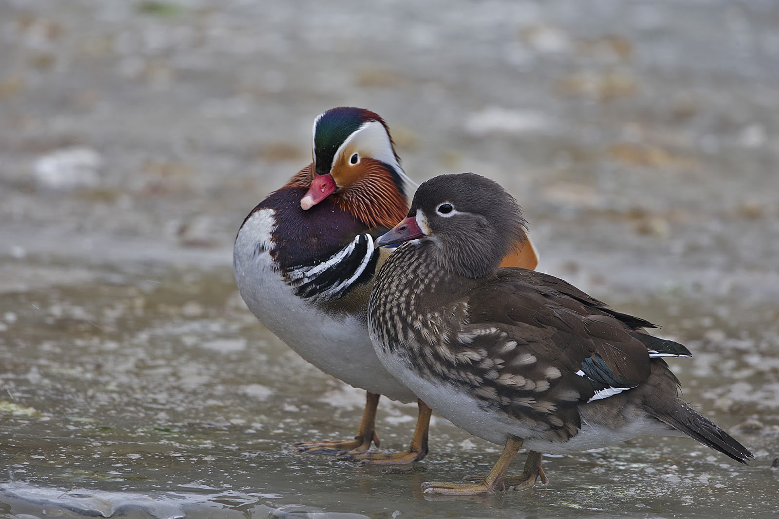 Kenny Isaksson Wildlife Photographer: Mandarinand