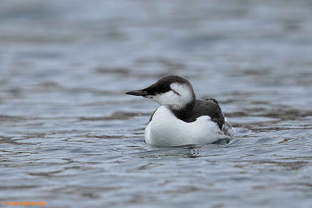 © DEMENCIA ORNITOLOGICA 43º23´N 3º13´W: Arao común, Uria aalge.