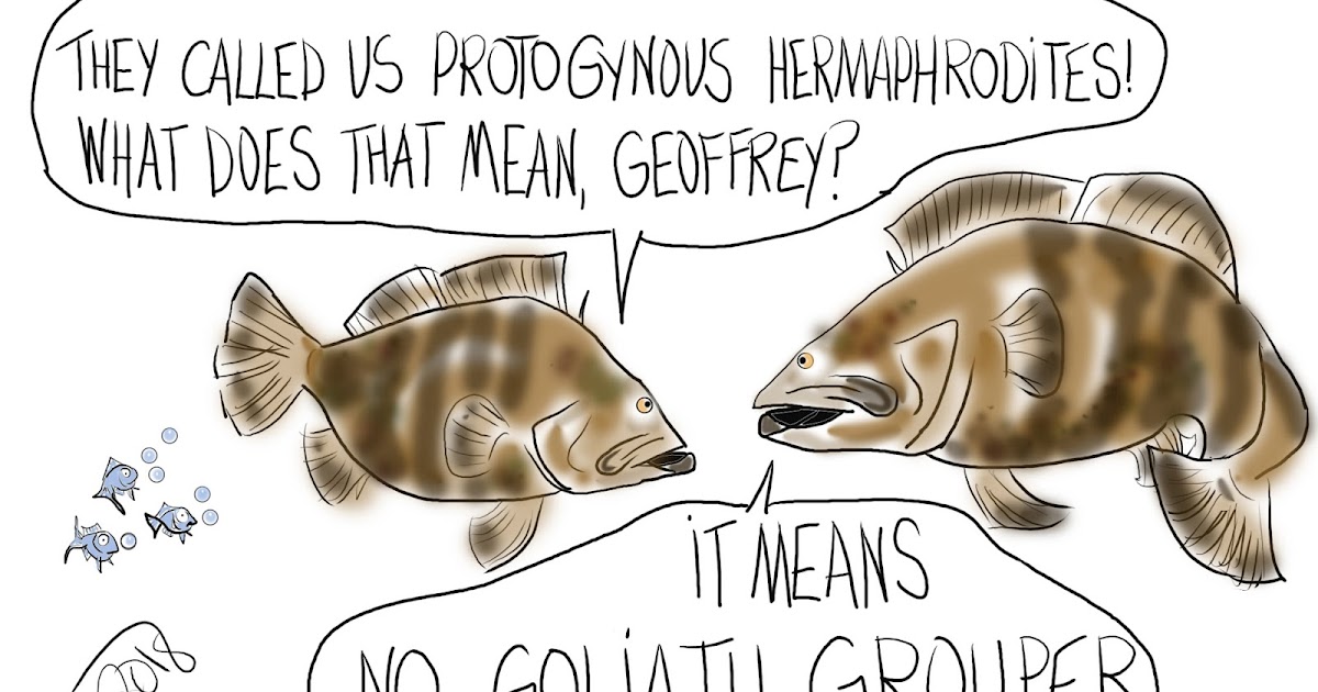 DoinMyToons: Goliath Grouper Harvest