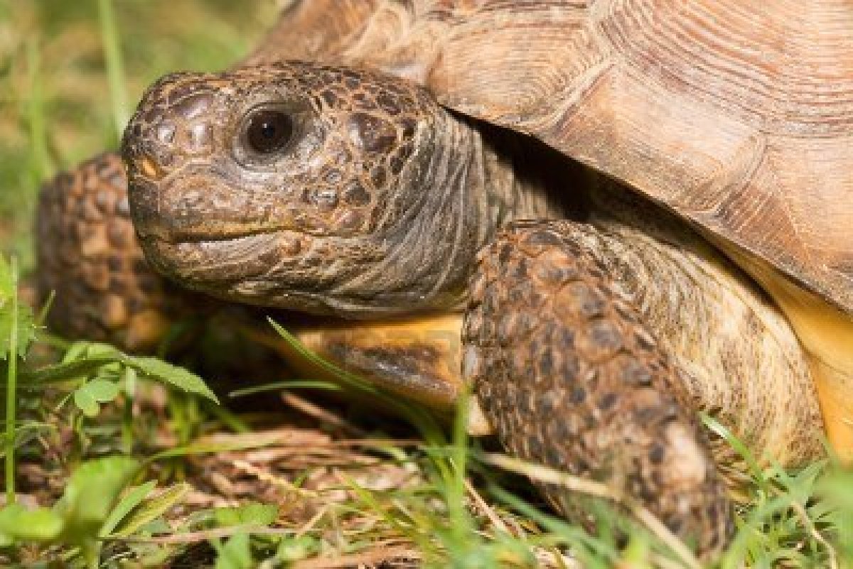 Diario di una ragazza Indaco: Animale Guida - TARTARUGA