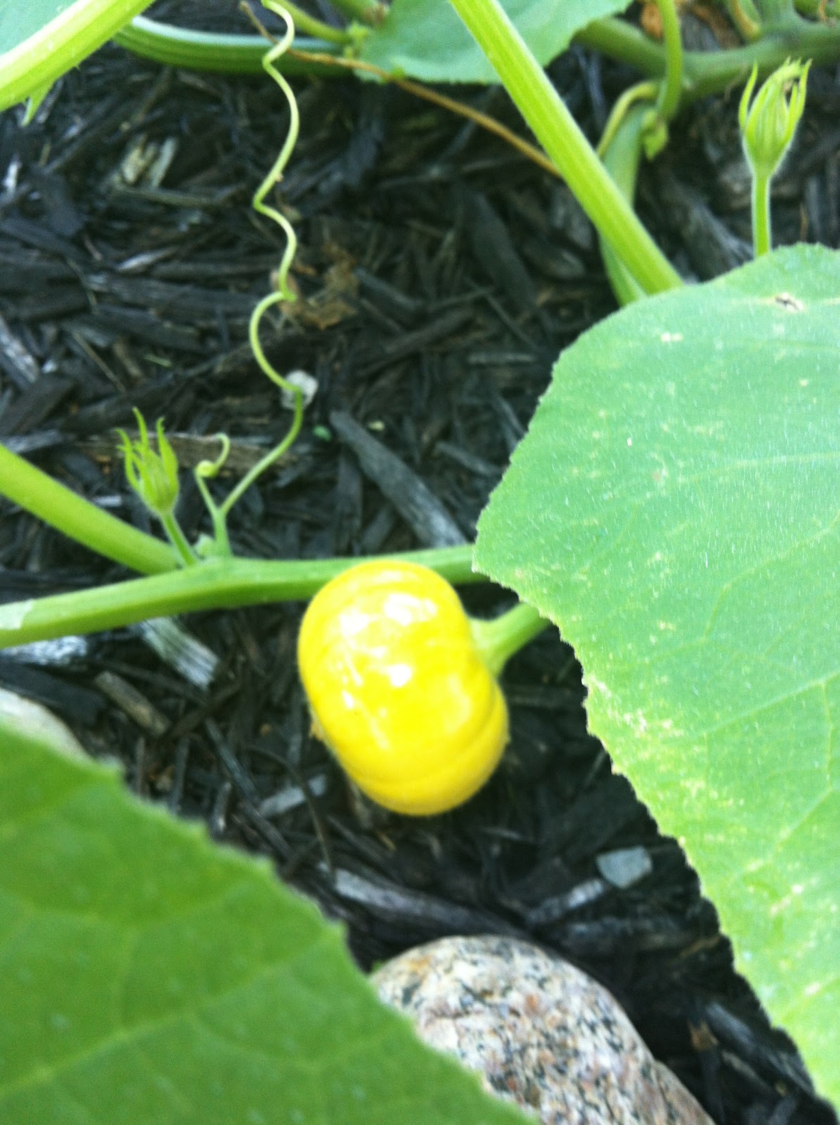 Handmade by CJ: Growing Mini Pumpkins - The Easy Way!