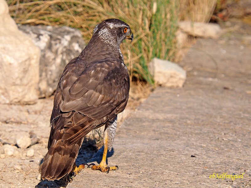 MIS AMIGAS LAS AVES: Azor común (Accipiter gentilis)