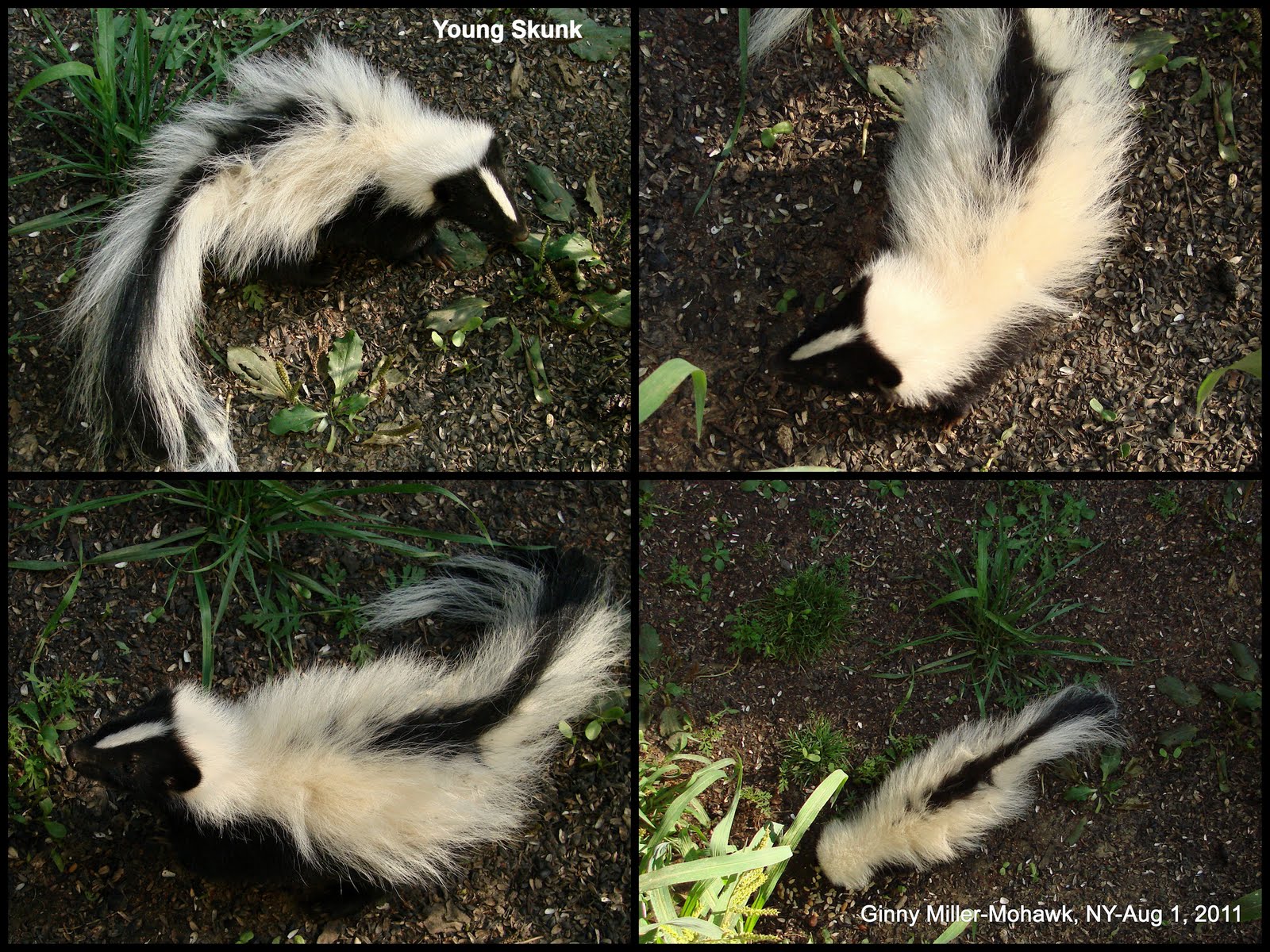 Photography By Ginny: August 1, 2011-Juv Woodchuck, Juv Skunk-Fox Pups