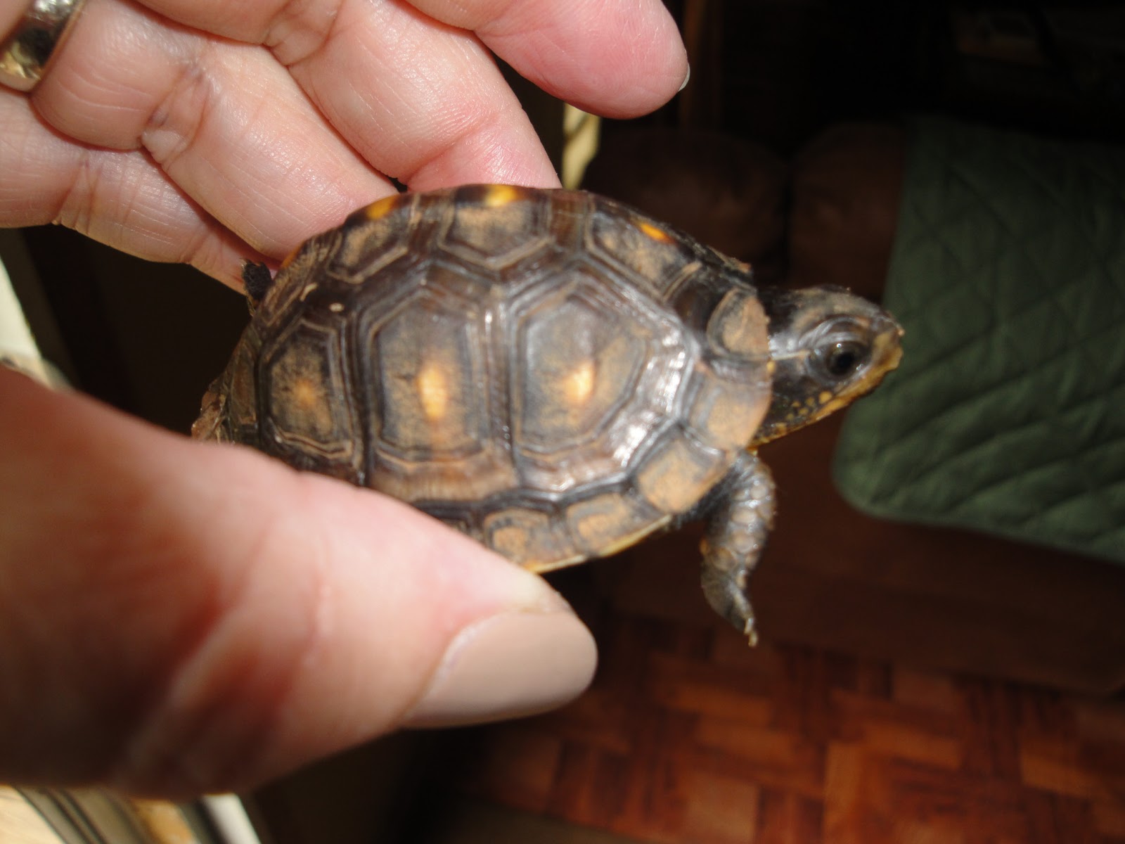 Living in Alabama: Eastern Box Turtle ó Tortuga-Caja del Este