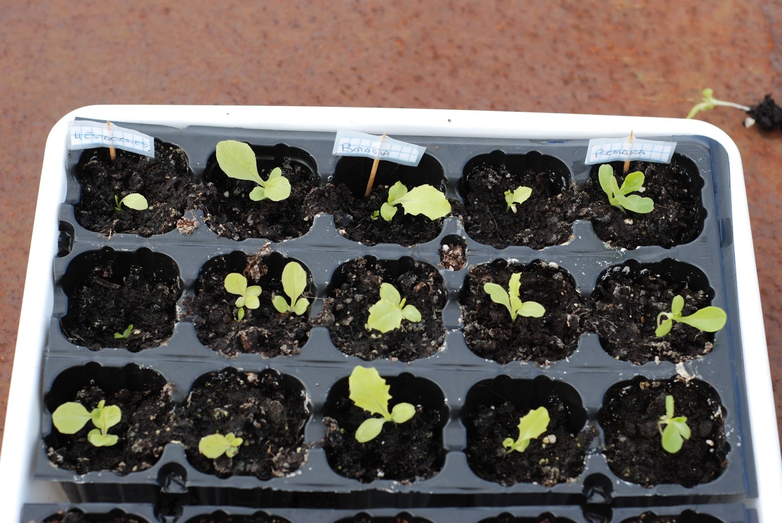 Horta orgânica: Semilleros