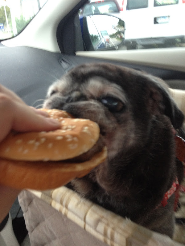 Southern Fried Pugs: A burger in slow motion or POLO (Pugs Only Live Once)