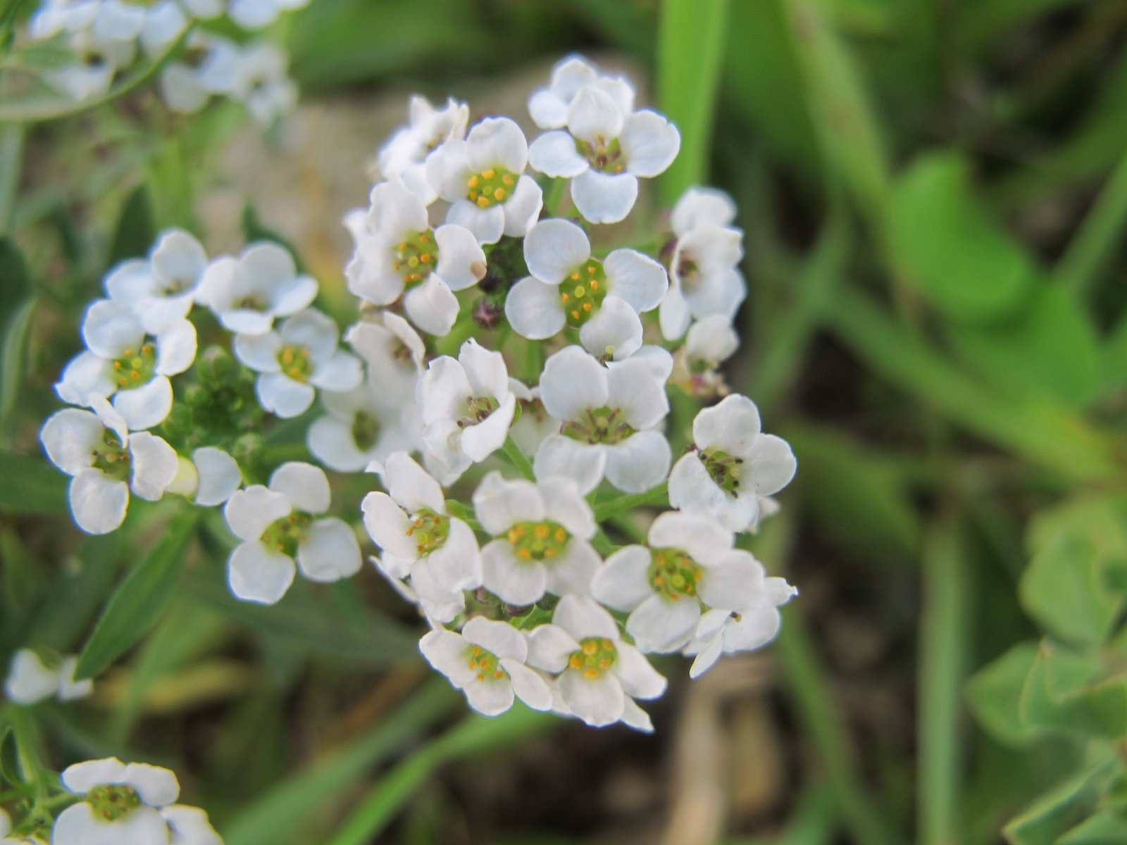 FLORA NEL SALENTO e.. anche altrove: Lobularia maritima (L.) Desv ...