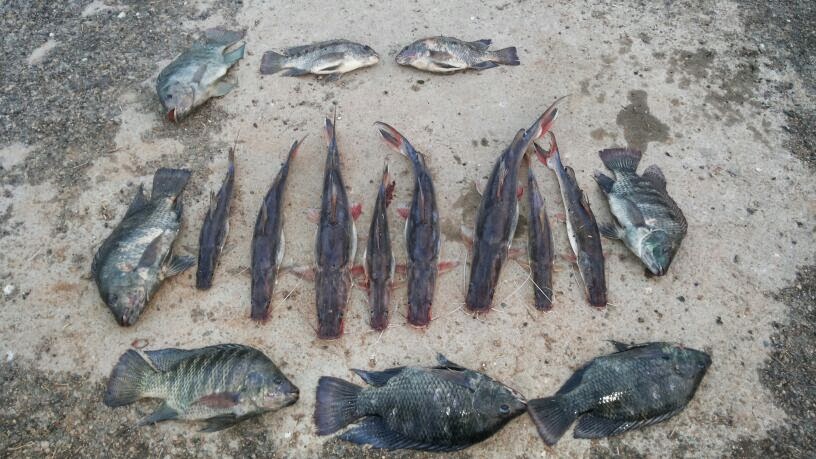 Deccan Angler-Latest fishing reports | Fishing trips | Fishing tackle ...