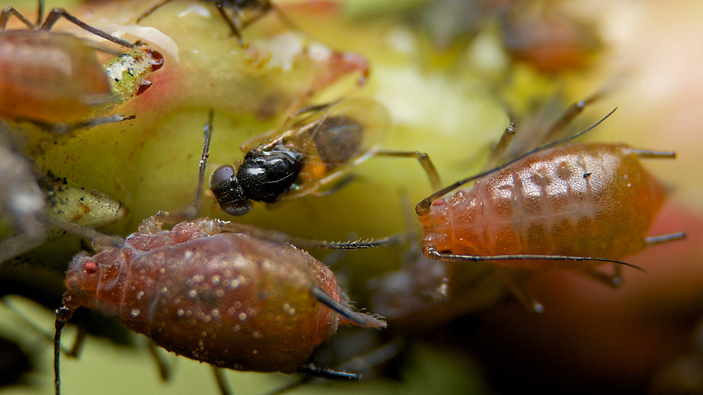 ムシをデザインしたのはダレ？: ツヤコバチ科 ( Aphelinus sp. ) 産卵