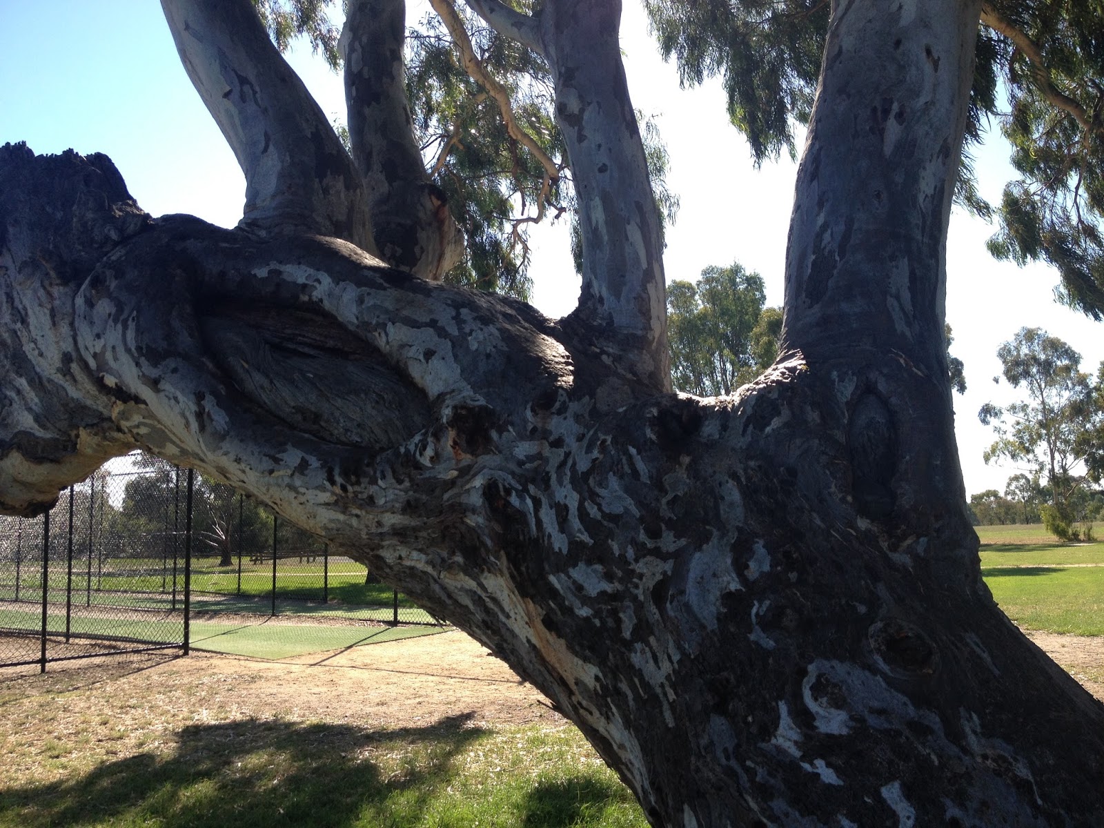 liminal places: Scar trees, Bundoora Park, and Plenty Gorge inc Morang ...