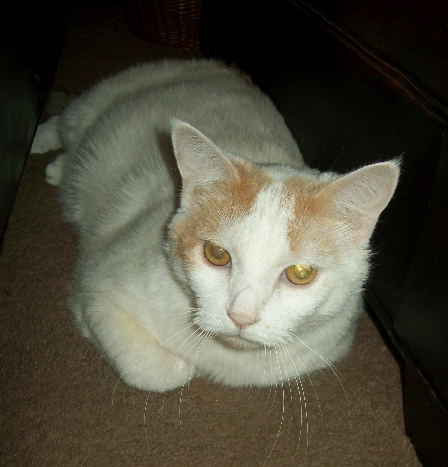 The Incredible Cat, Mohawk