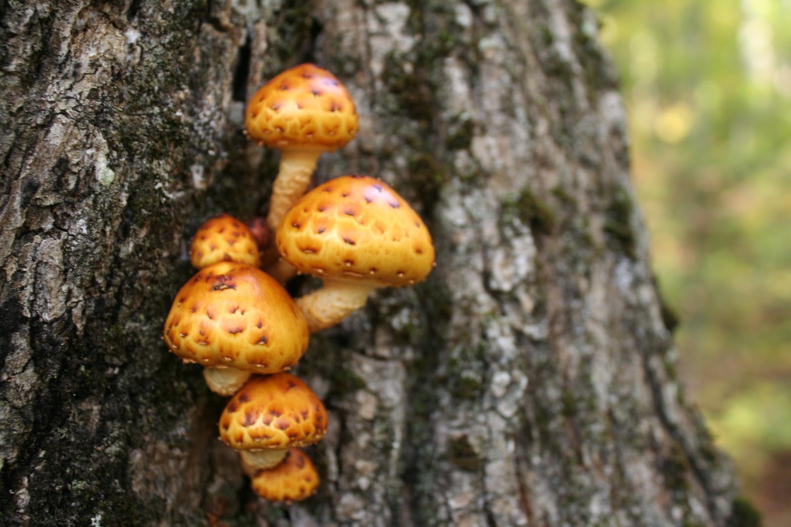 Log Lore: Yellow cap fungus on Sugar Maple