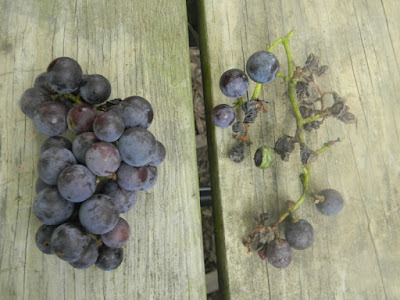 Home Joys: Steaming Grapes