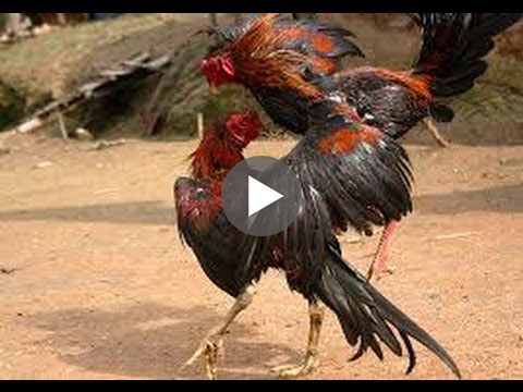 Chicken Fight Philippines Island Mindoro - ORT LUY NEK OUN