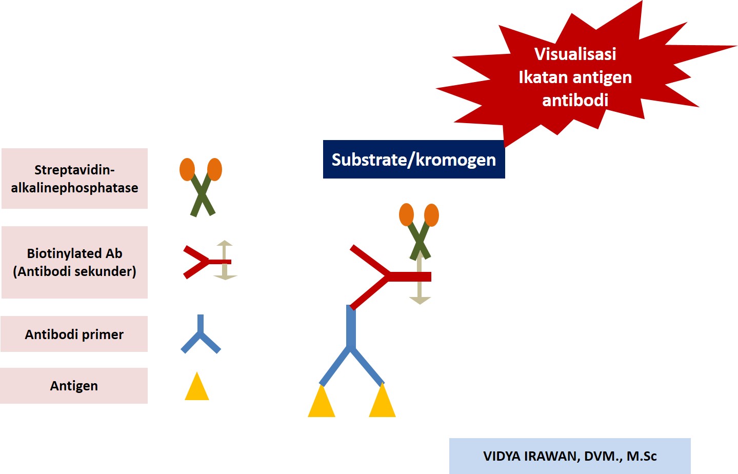 IHC PART 2: IMMUNOLABELLING, IMMUNOPEROXIDASE (HRP), IMMUNOALKALINE ...