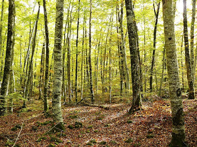 Amics arbres · Arbres amics: Una manera de tocar els faigs