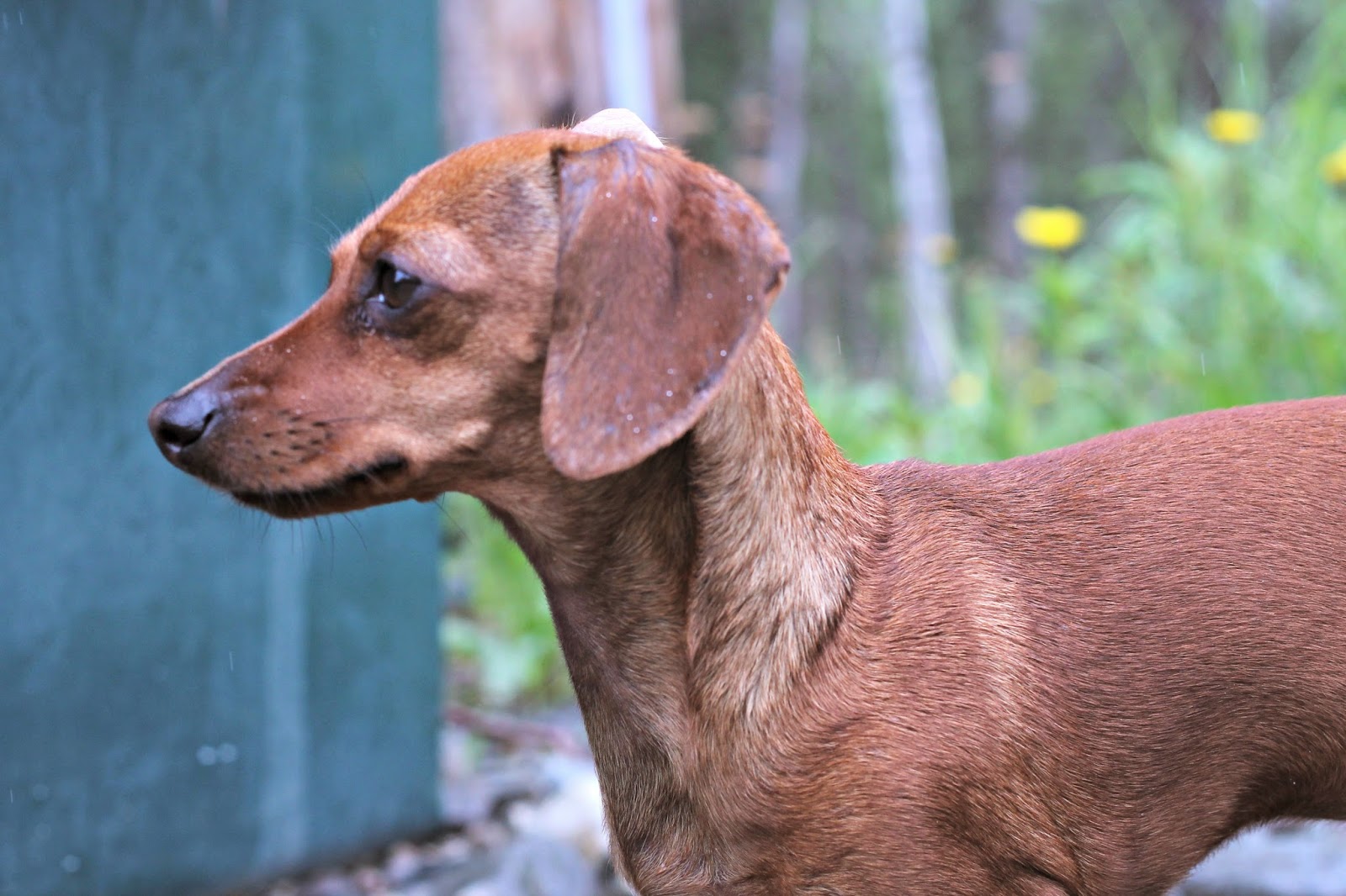 Veronica Franklin Photography