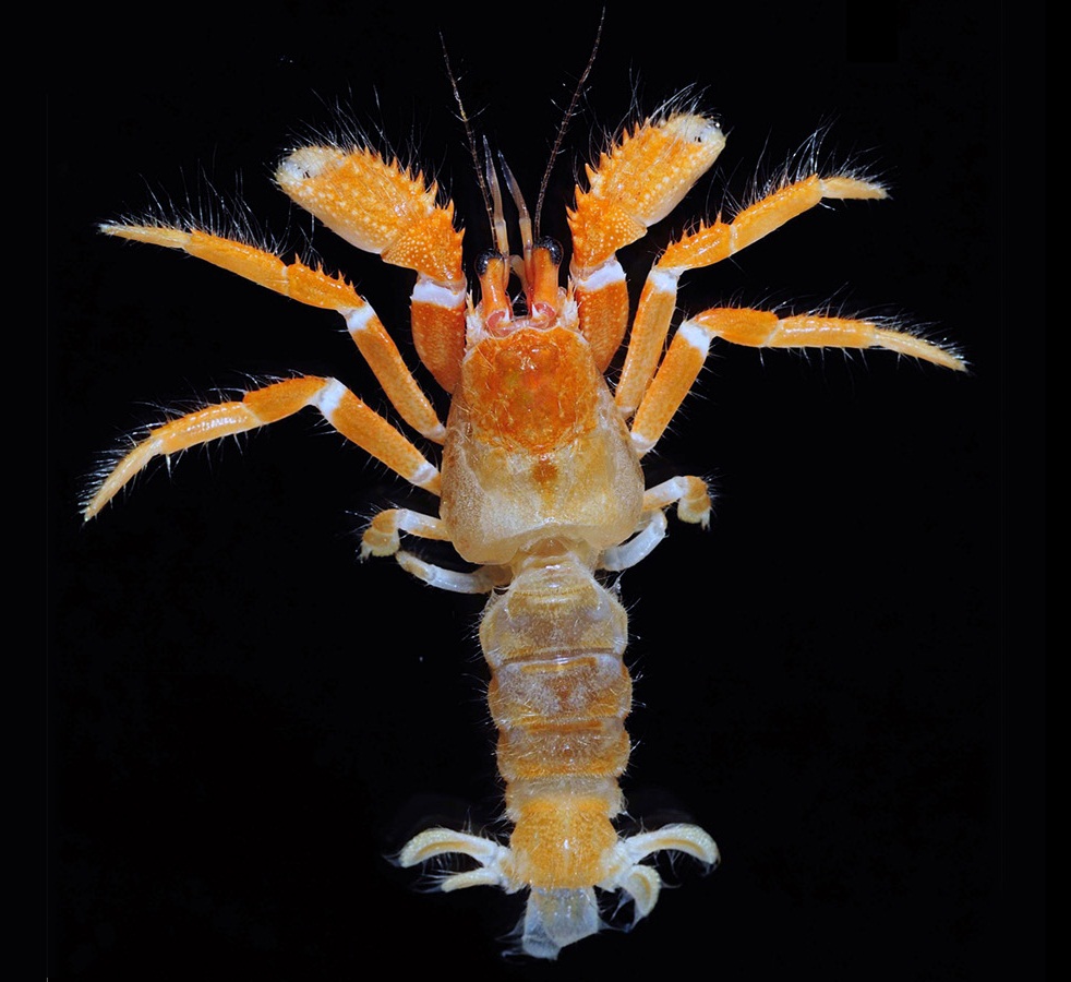 Species New to Science: [Crustacea • 2016] “Symmetrical” Hermit Crabs ...