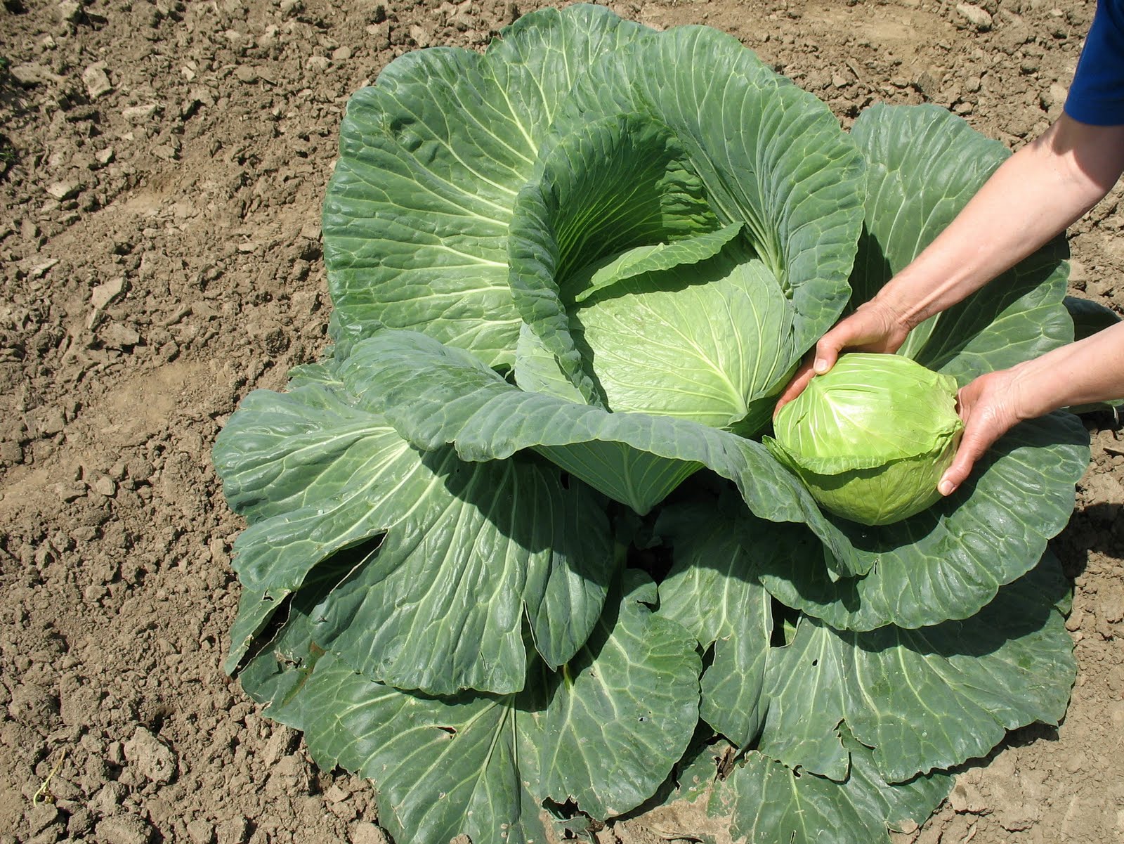 Larrys weed free vegetable garden: First Cabbage