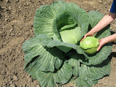 Larrys weed free vegetable garden: First Cabbage
