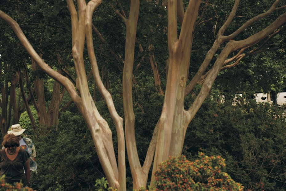 Notes From the Observation Deck: The Dallas Arboretum