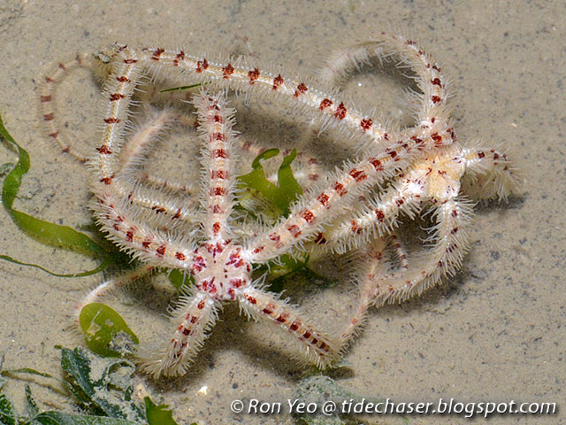 tHE tiDE cHAsER: Brittle Stars (Phylum Echinodermata: Class Ophiuroidea ...