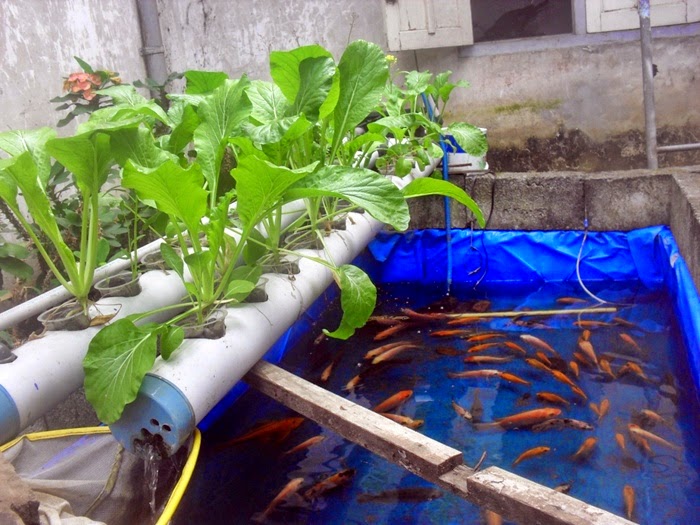 Bio Filter Kolam Ikan Hias ~ Dunia Air