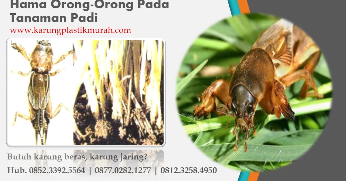 Cara Mengendalikan Hama Anjing Tanah (Orong-Orong) Pada Tanaman Padi ...