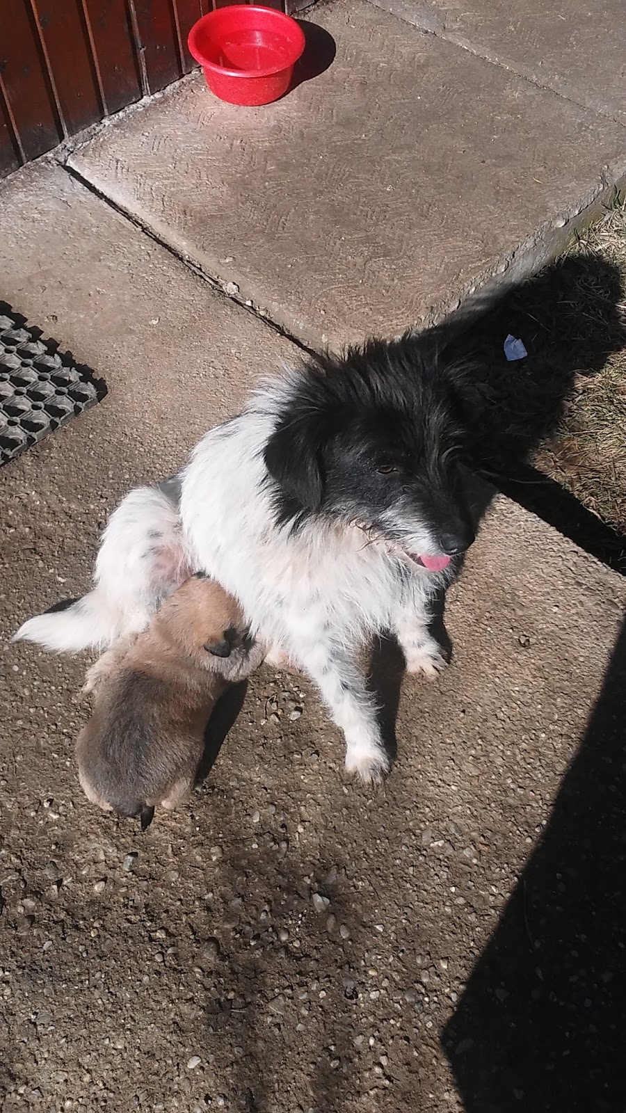 adoptieanimale.ro: Ofer spre adoptie catelusi - Bucuresti