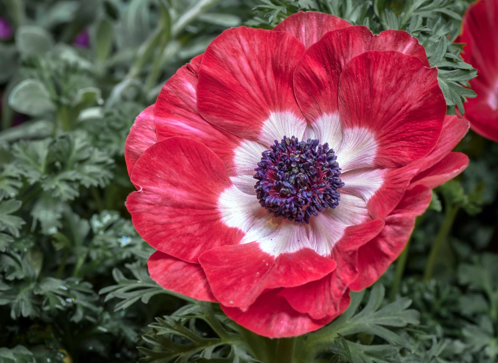 The Whodunit Photographer: Pandora red poppy anemone