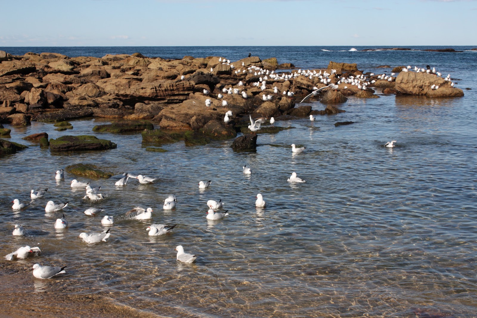 Sydney - City and Suburbs: Little Bay Beach, seagulls