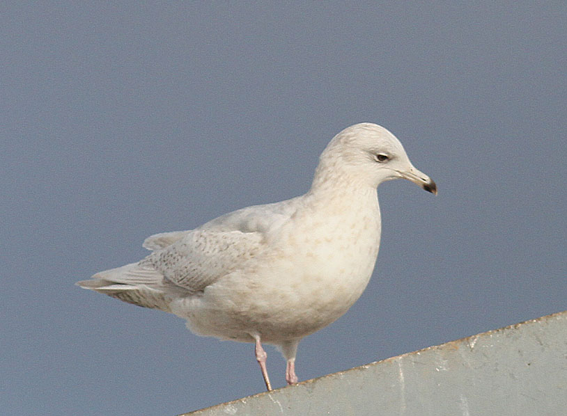 Simon and Karen Spavin: Iceland Gull