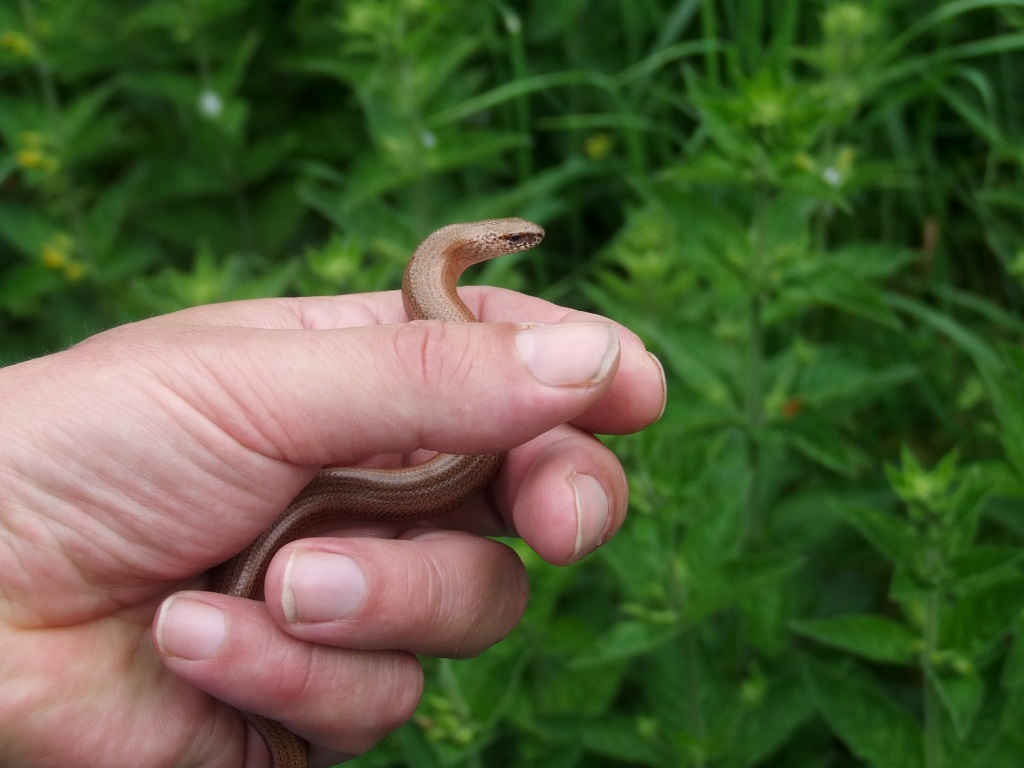 Urban Wildlife Jottings: Slow-worms enjoying the sun