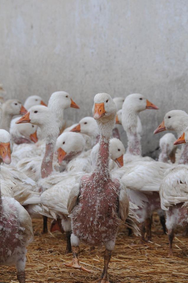 Good Bear: Stop plucking live goose (CCTV for ALL Slaughterhouses)