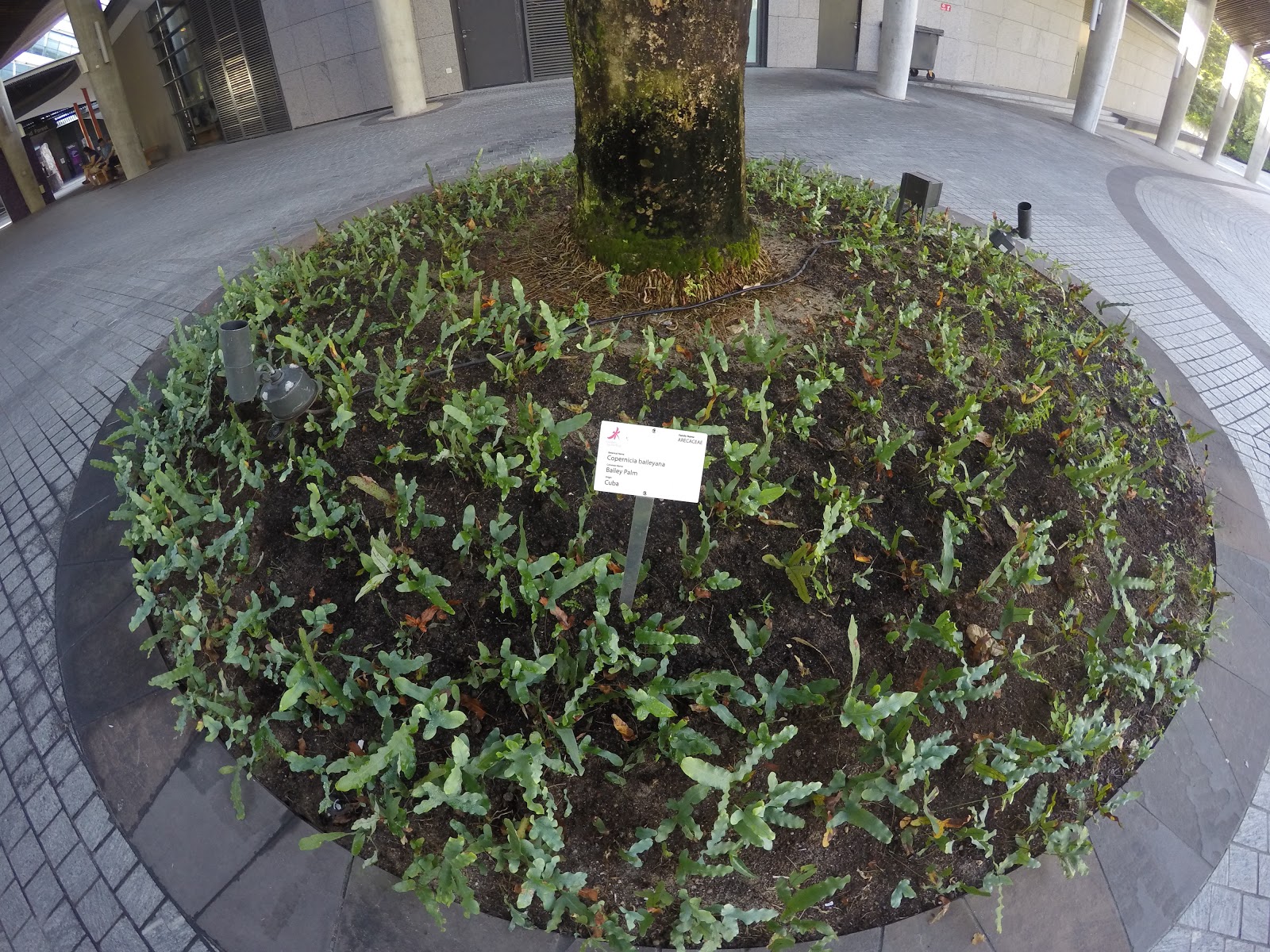 Bailey palm free picture for commercial use