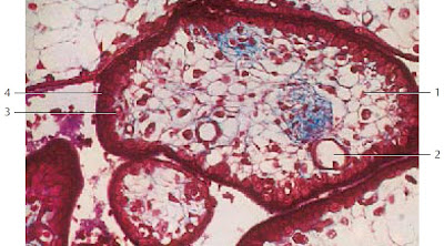 De Histology: Placenta (Histology)