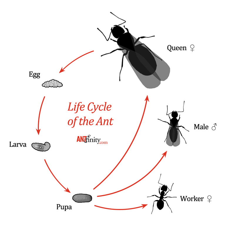 BIOLOGI DASAR SEMUT ~ antman indonesia