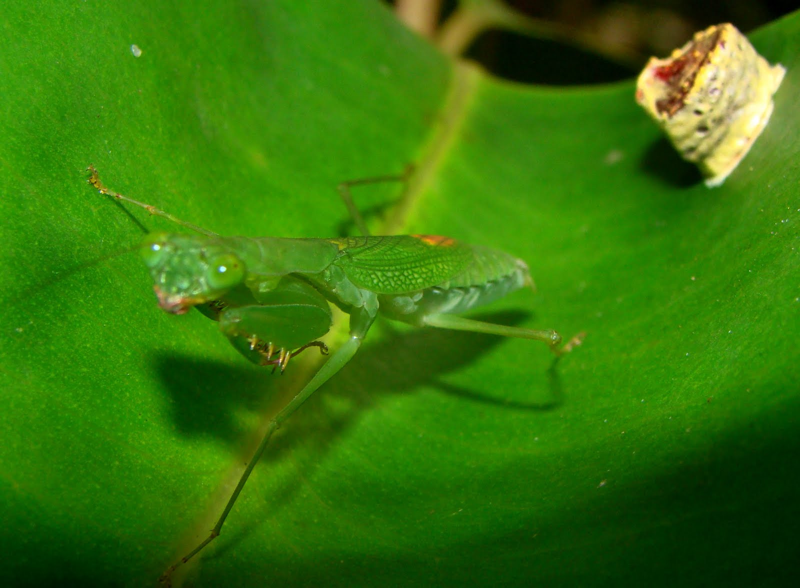 Insects of Kerala: PRAYING MANTIS-3
