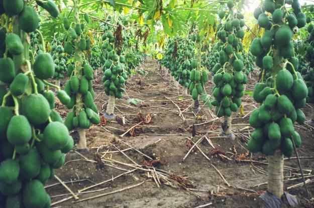 Business Ideas | Small Business Ideas: How to Starting a Papaya Farming ...