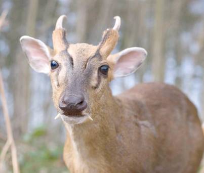 Manda Animali: il "MINI-CERVO"?! (MUNTJAC)