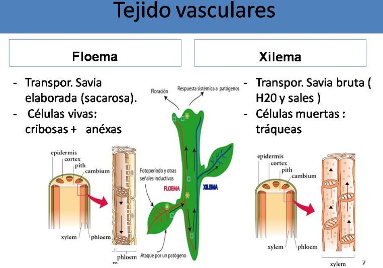 Ciencias Naturales CEUJA 17: ACTIVIDAD 3. TEJIDOS VEGETALES CONDUCTORES Ciencias Naturales CEUJA 17: ACTIVIDAD 3. TEJIDOS VEGETALES CONDUCTORES