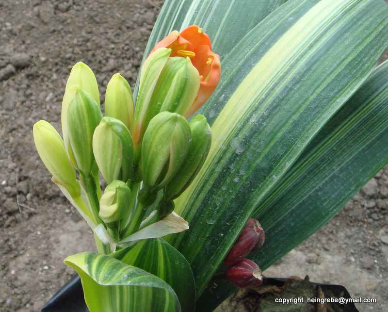 Sharing flower bulb information: Variegated Flowers of my variegated ...